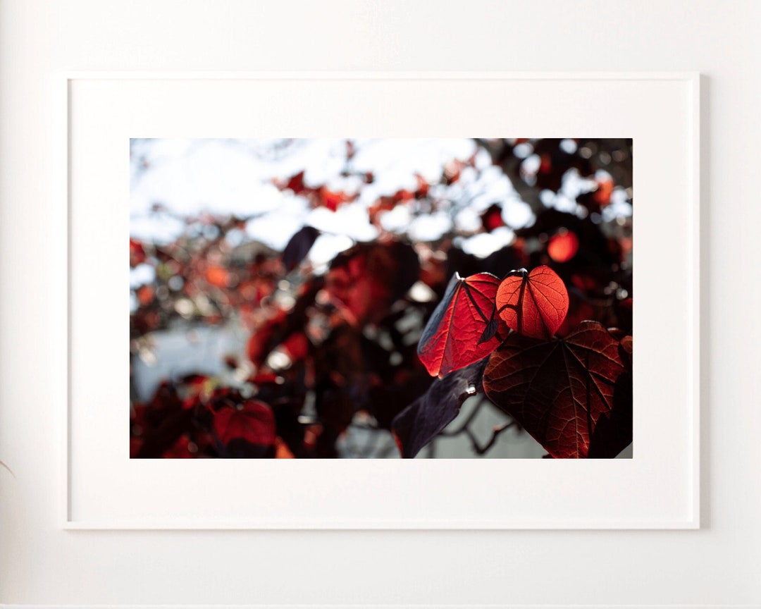 Red Fall Leaves Print, Fall Leaves Photo, Cozy Wall Art, Red Leaves ...