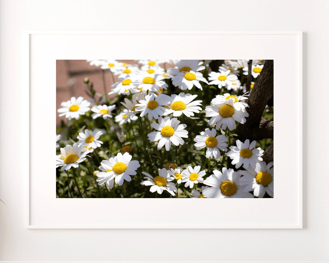 Daisy Wall Art, Floral Wall Art, Photography Prints, Daisy Print, Daisy ...
