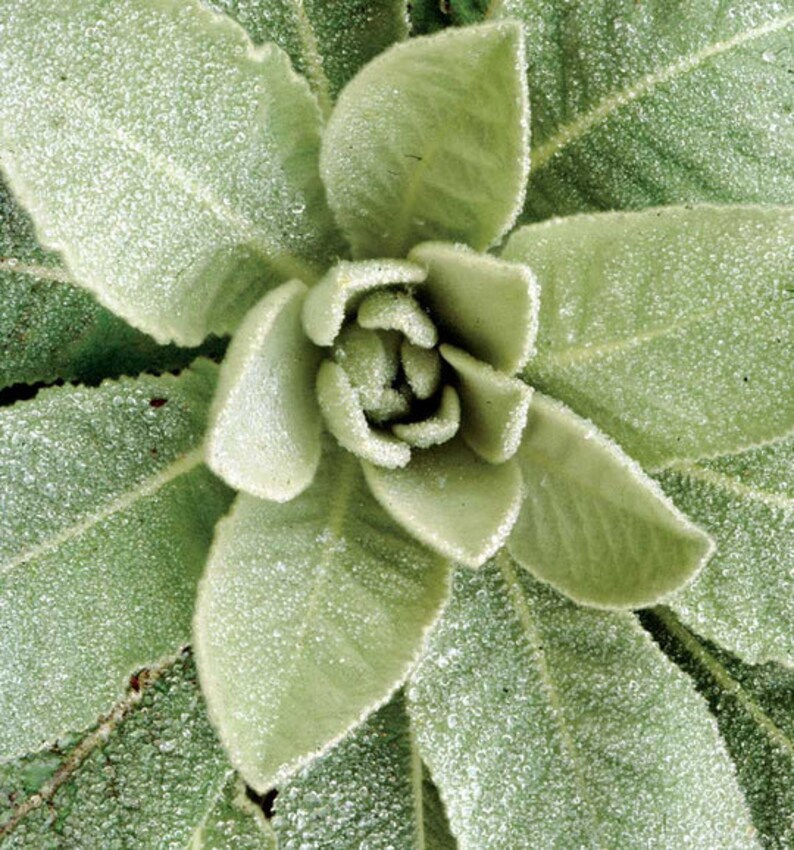 300 Wild Mullein Seeds Organic Medicinal for Lung Issues Natural Toilet ...