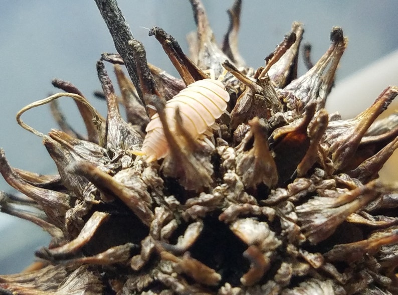 50 Plus Sweet Gumball Pods Organic Isopods Crafts Slug or Animal ...