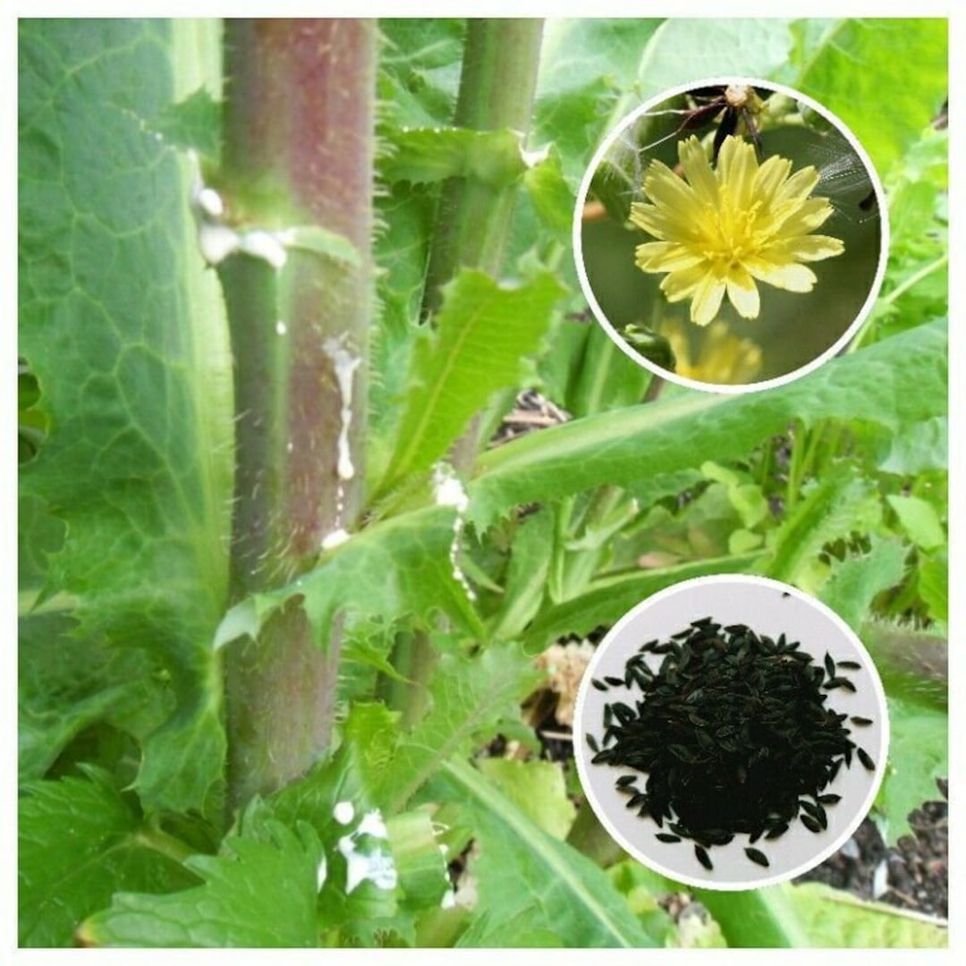 75 Wild Opium Lettuce Seeds Lactuca Virosa Non Addictive Pain - Etsy
