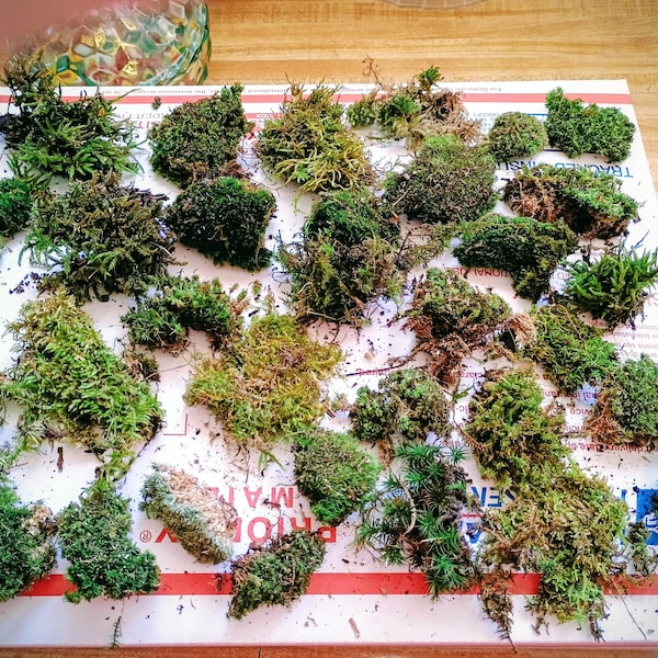 Moss Slurry - Etsy