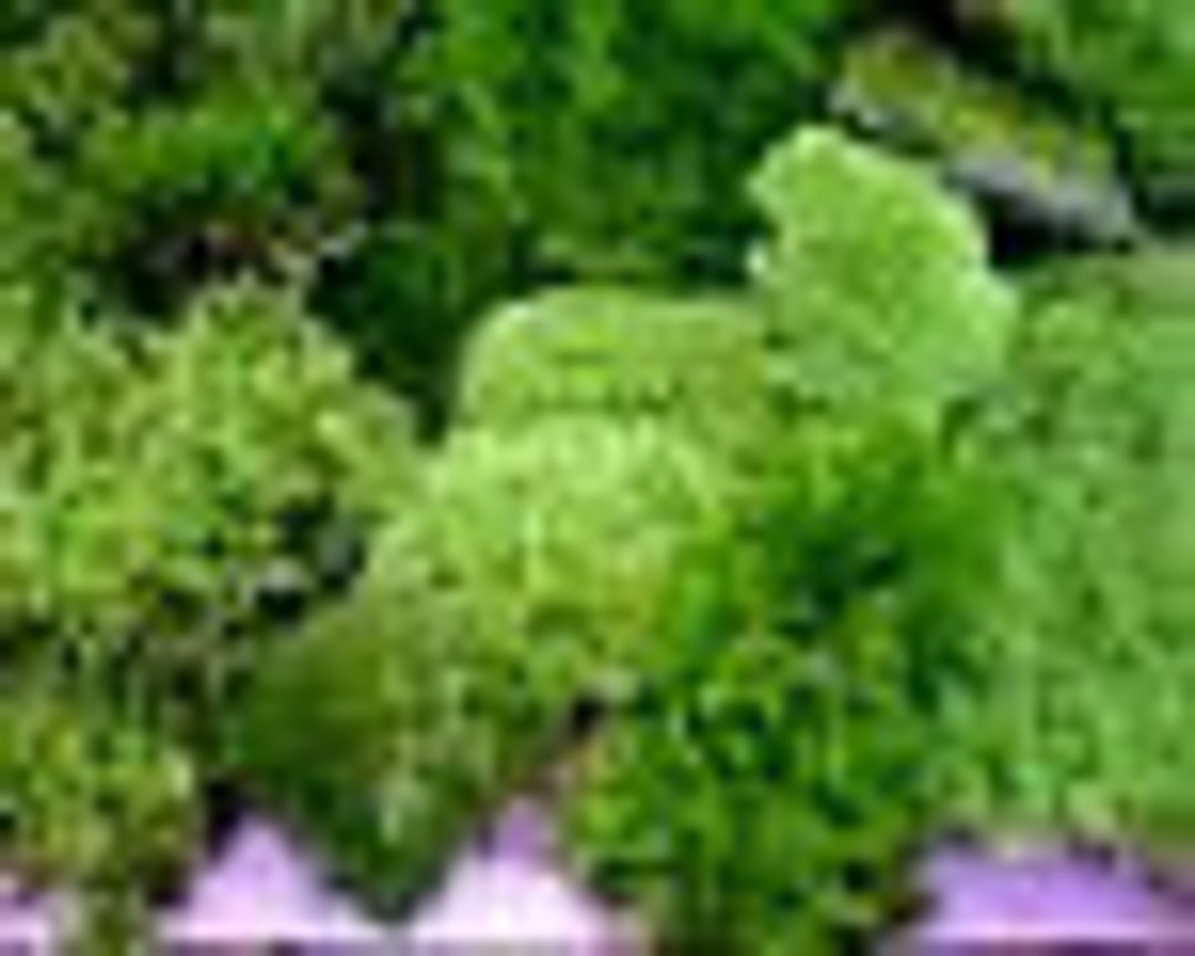 Assorted Live Moss 4 Plus Types Half Gallon Bag Size Organic Terrarium ...