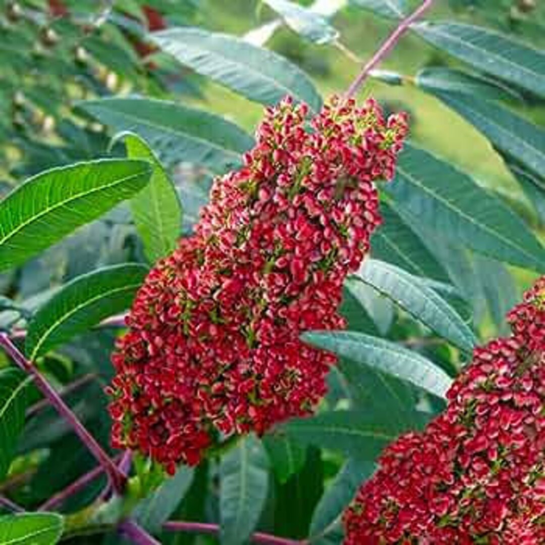 100 Staghorn Sumac Tree Seeds Sumac Lemon Aid Organic. Fall - Etsy