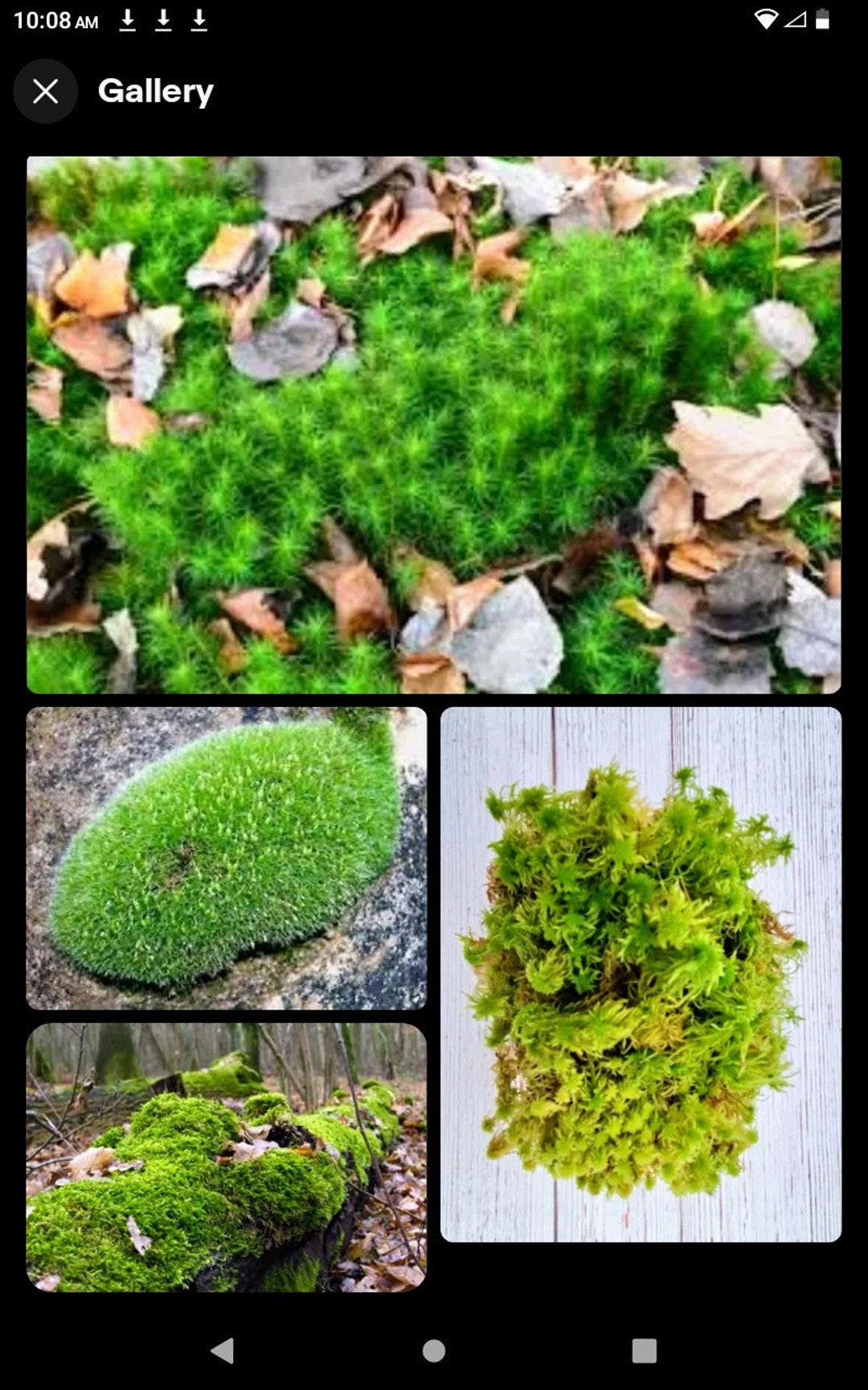 Live Assorted Moss Organic 4 Plus Types Terrarium Vivarium Bonsai Moss ...