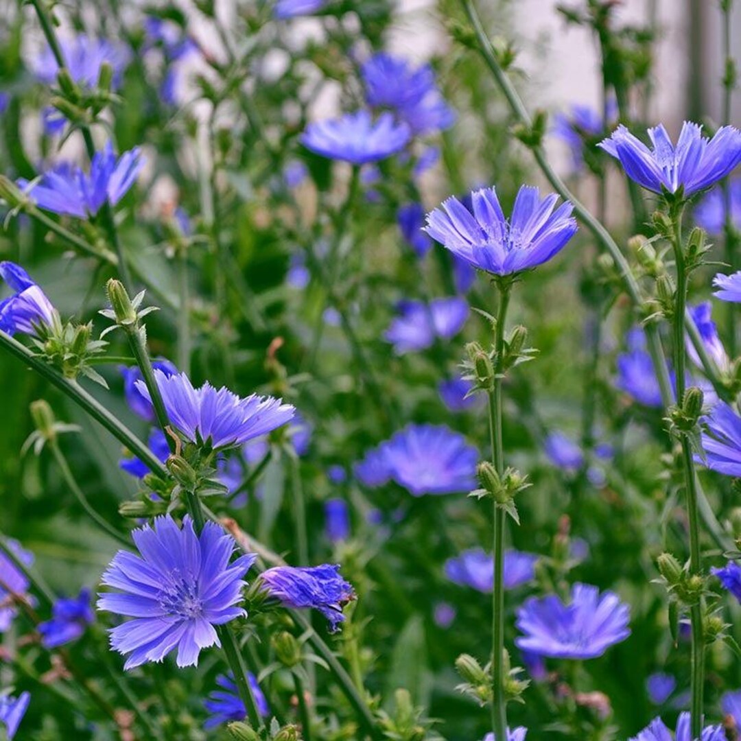 6 Organic Chicory Starter Plants: Caffeine-free Coffee Alternative - Etsy