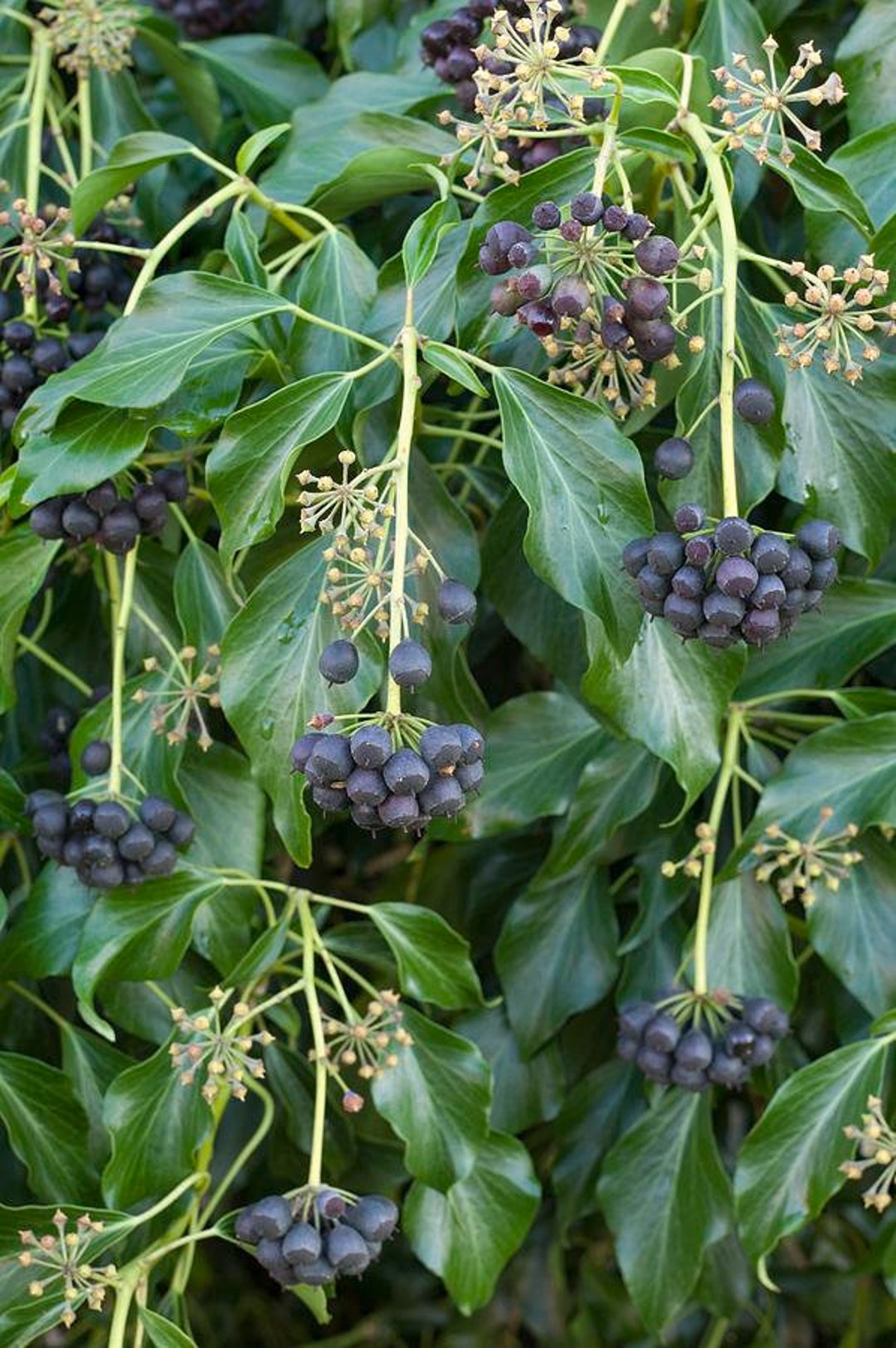 25 English Ivy Seeds Heirloom Ground Cover for Shade Free Shipping BOGO ...