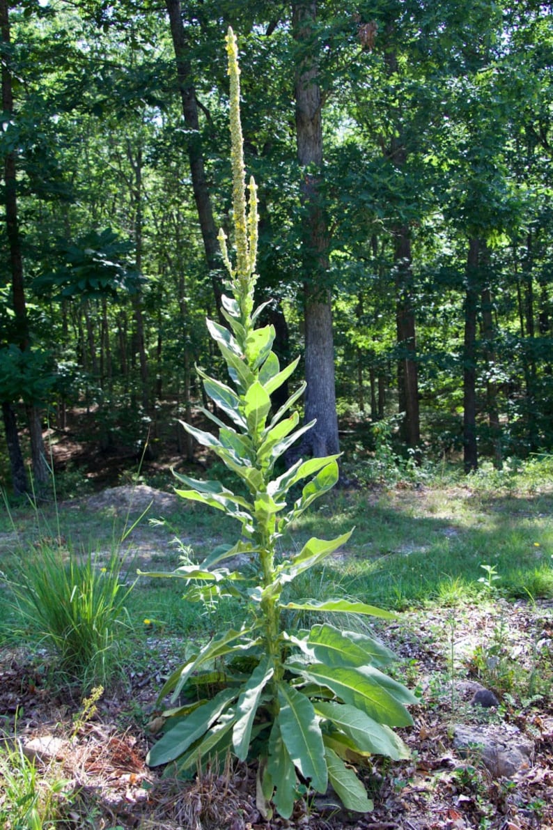 300 Wild Mullein Seeds Organic Medicinal for Lung Issues Natural Toilet ...