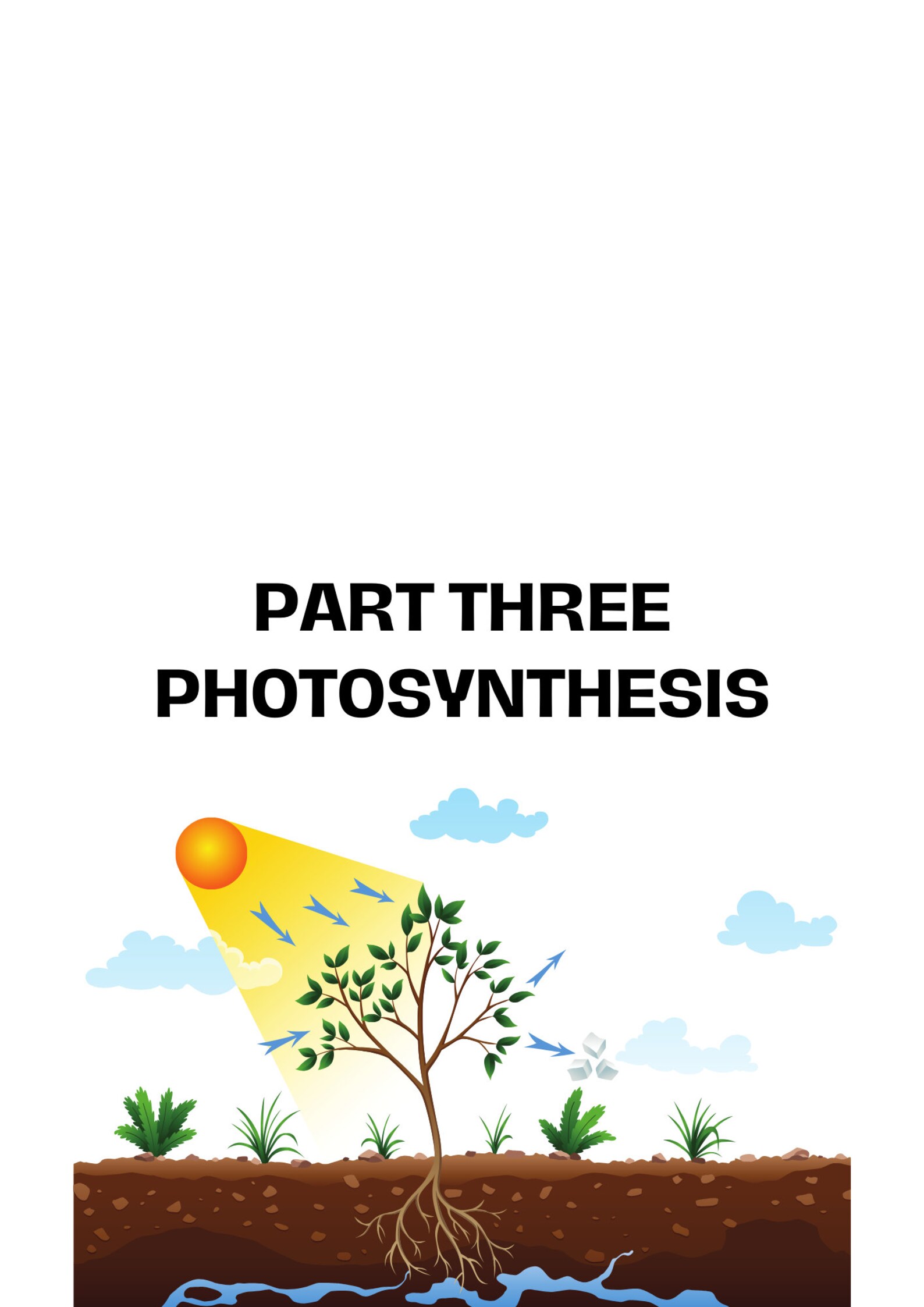 Plant Life Cycle & Photosynthesis Workbook (digital Download) - Etsy