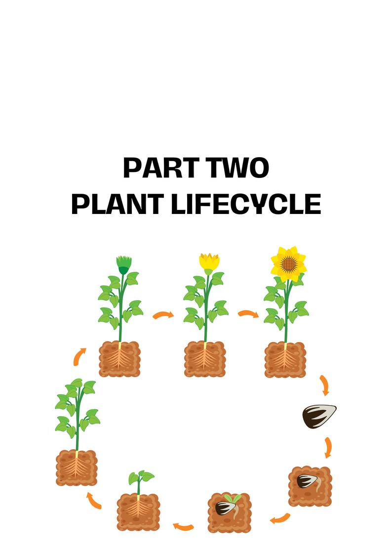 Plant Life Cycle & Photosynthesis Workbook (digital Download) - Etsy