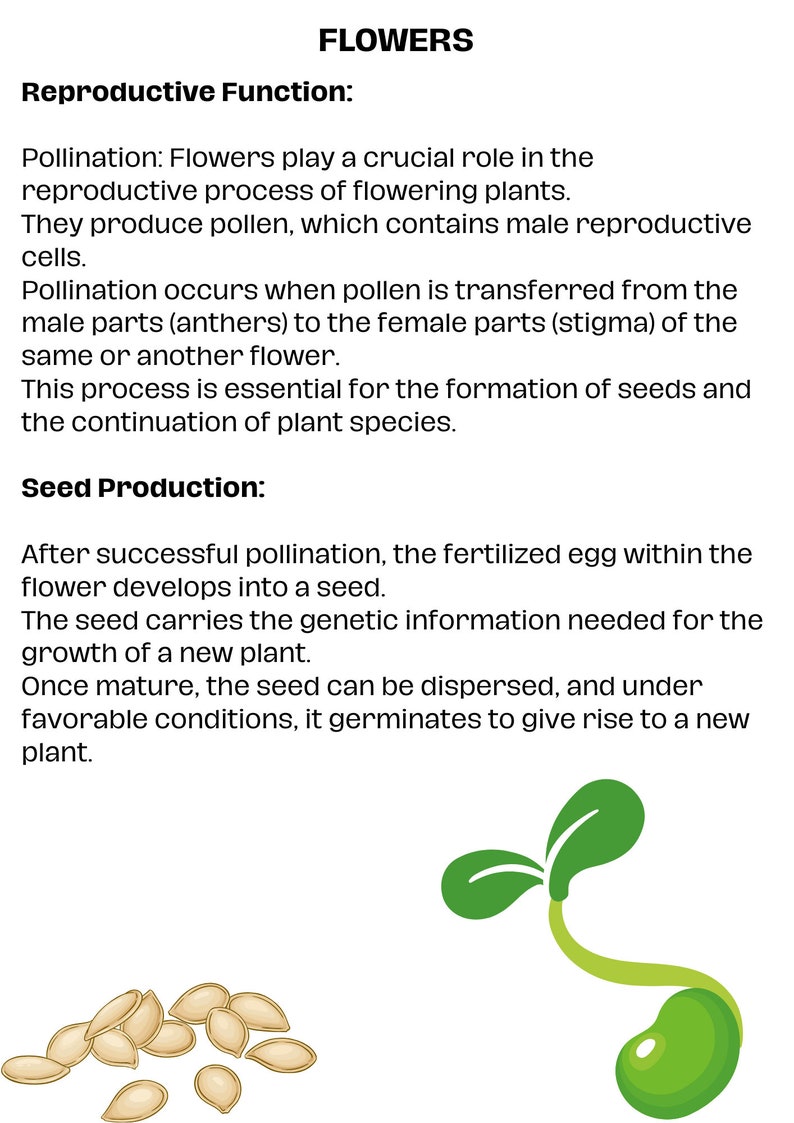 Plant Life Cycle & Photosynthesis Workbook (digital Download) - Etsy