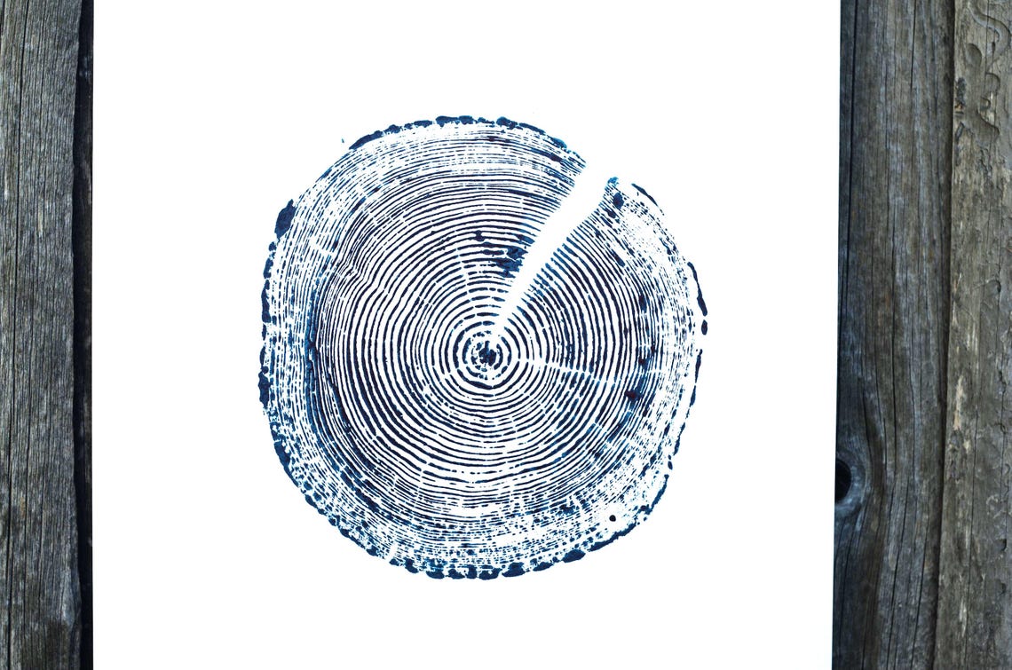Eastern White Cedar Tree Ring Print, Charming Print, Blue Ink, 30x40 Cm ...