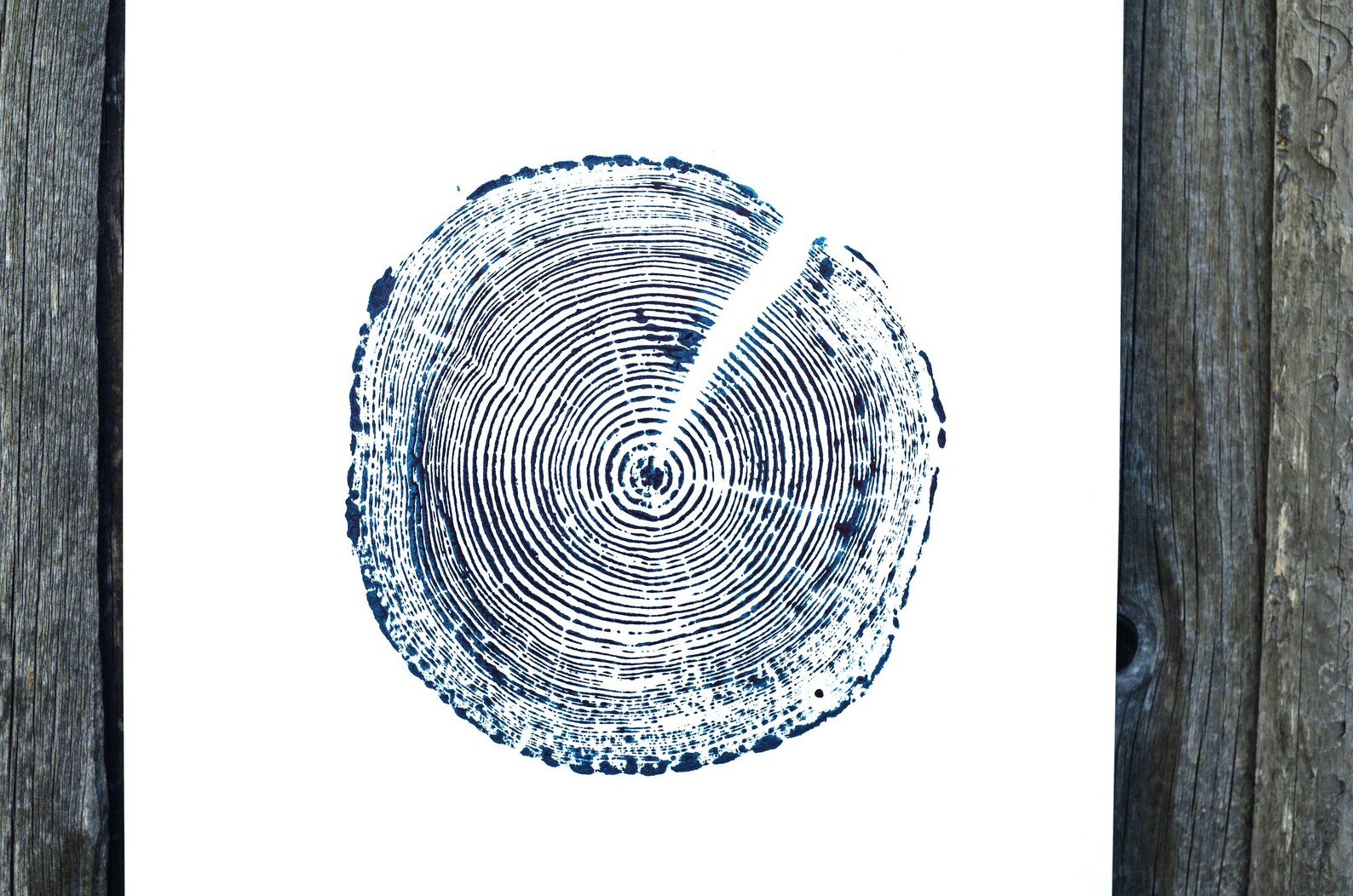 Eastern White Cedar Tree Ring Print, Charming Print, Blue Ink, 30x40 Cm ...