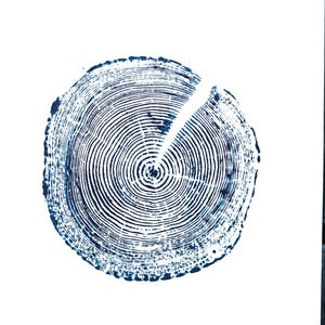 Eastern White Cedar Tree Ring Print, Charming Print, Blue Ink, 30x40 Cm ...