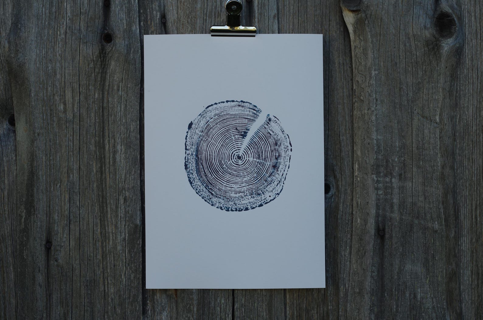 Eastern White Cedar Tree Ring Print, Charming Print, Blue Ink, 30x40 Cm ...