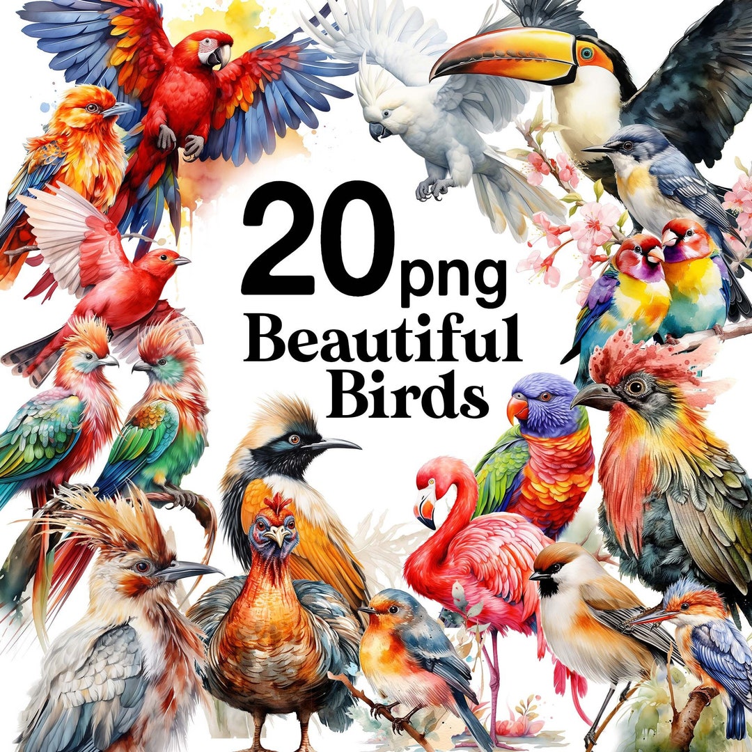 Watercolor Beautiful Birds Clipart 20png , Instant Download for ...