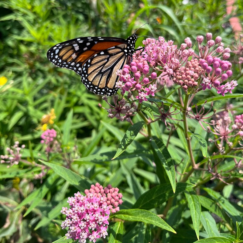 Milkweed - Etsy