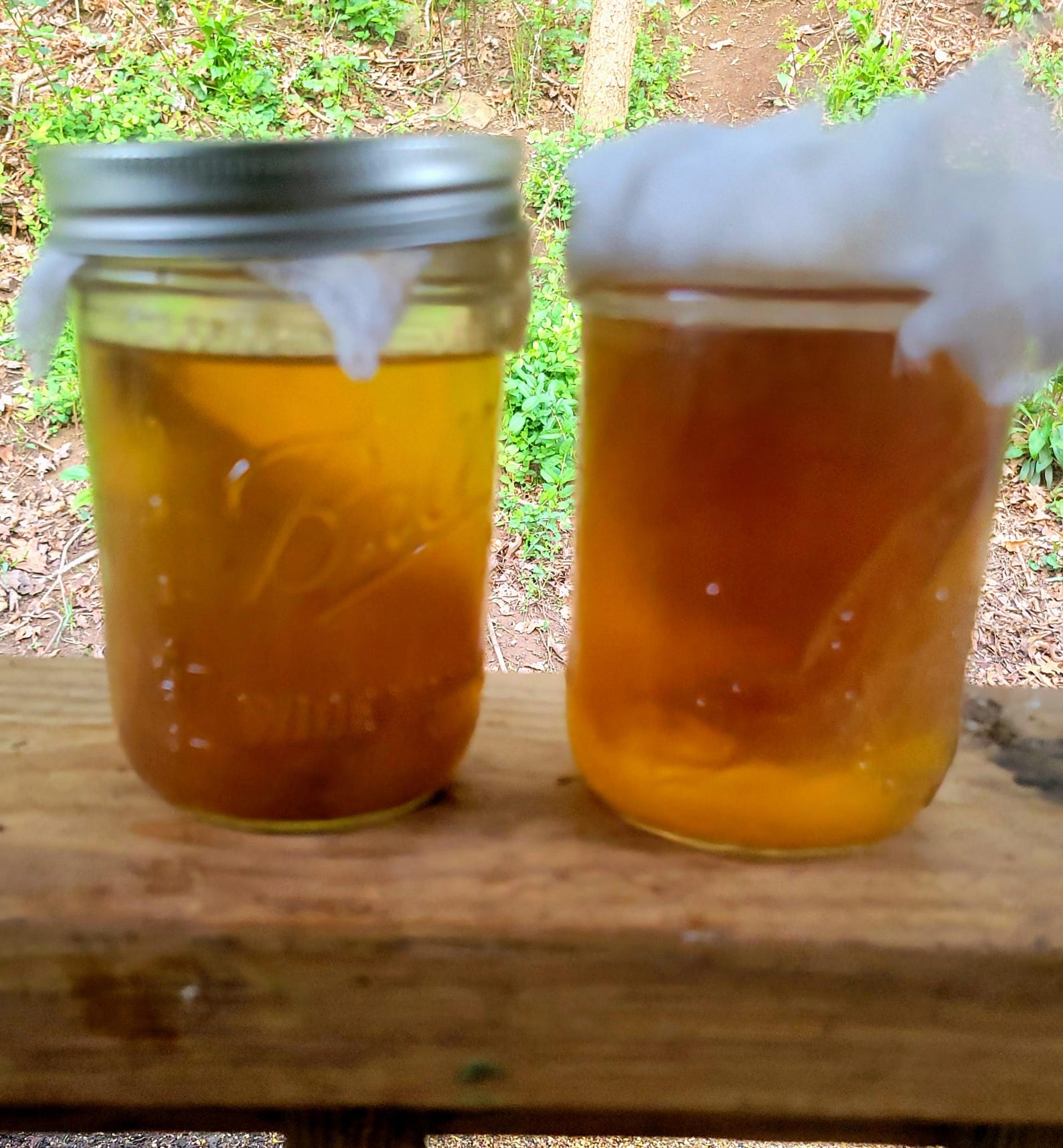 Live Scoby