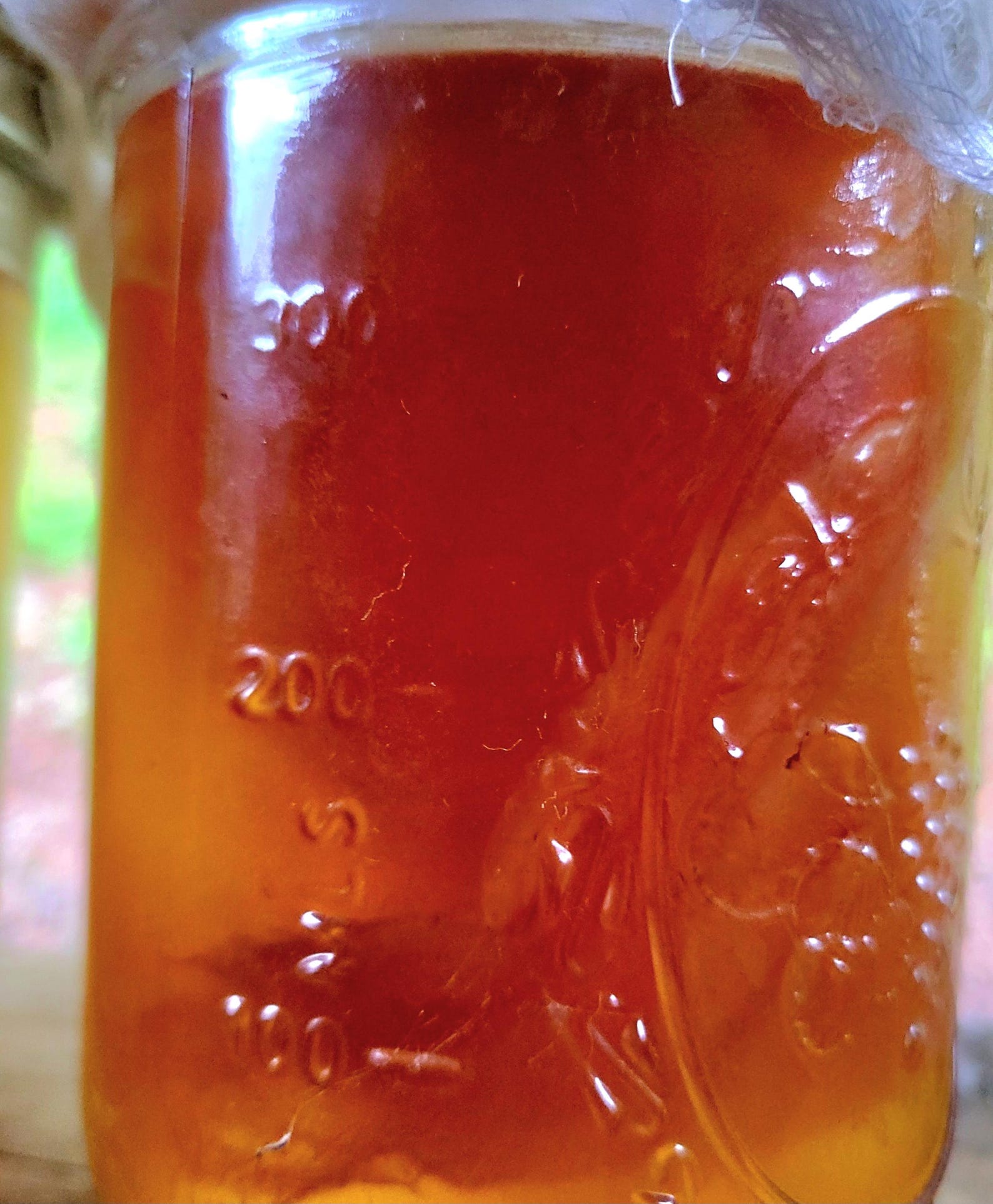 Live Scoby