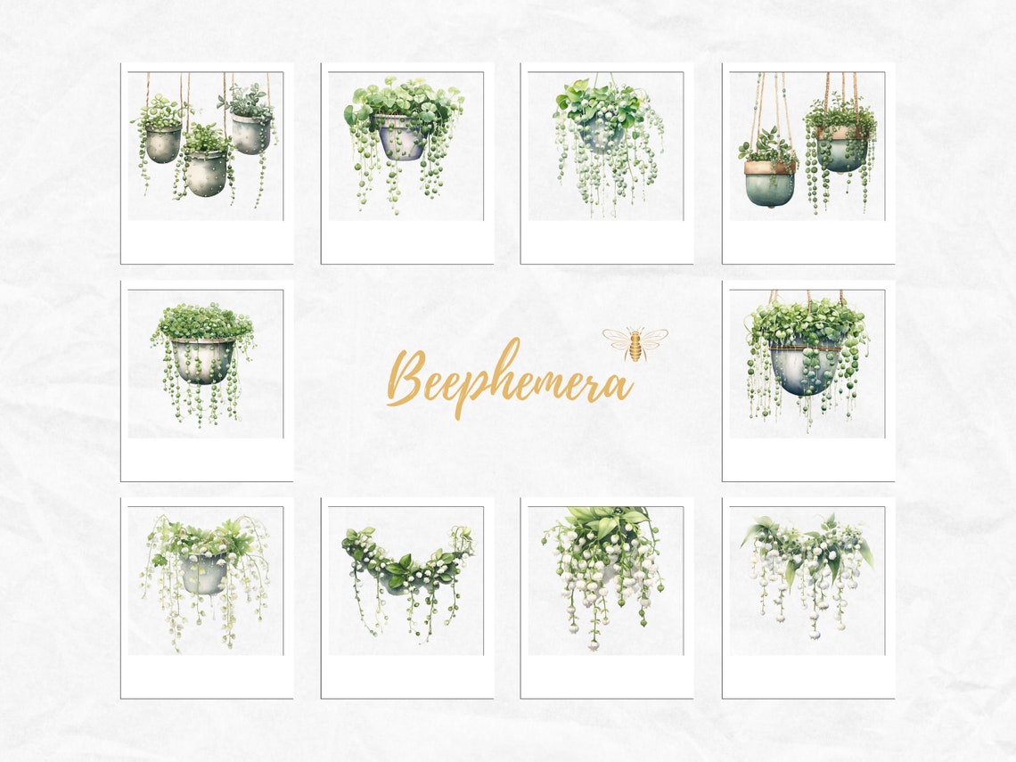 Watercolor String of Pearls Plant Clipart Botanical Hanging - Etsy