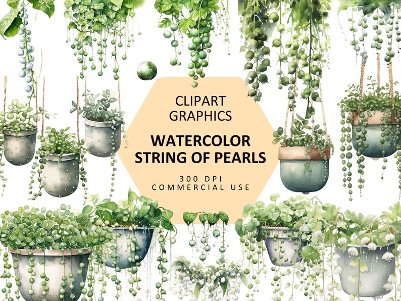 Watercolor String of Pearls Plant Clipart Botanical Hanging - Etsy