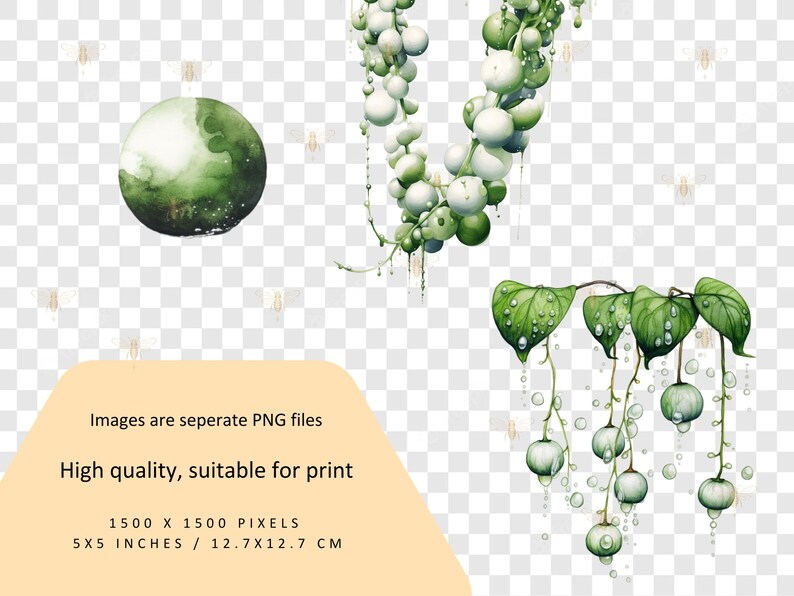 Watercolor String of Pearls Plant Clipart Botanical Hanging - Etsy