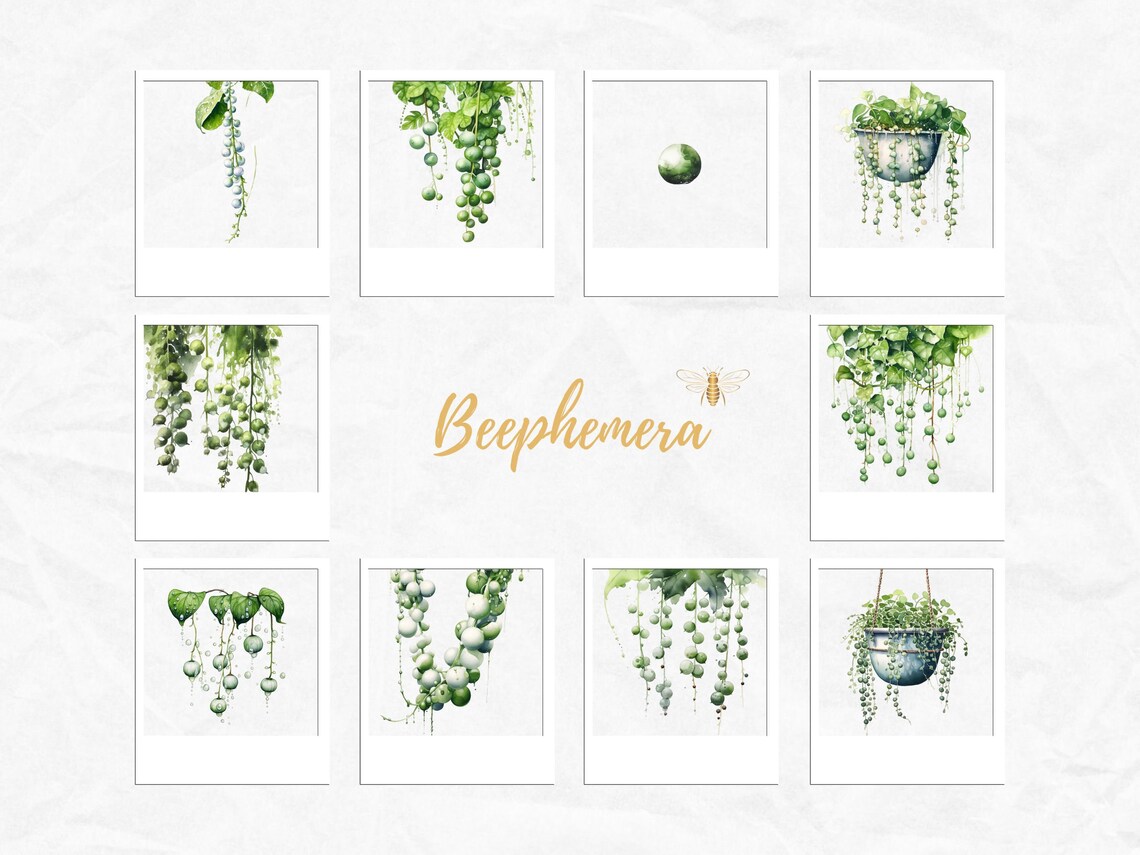 Watercolor String of Pearls Plant Clipart Botanical Hanging - Etsy