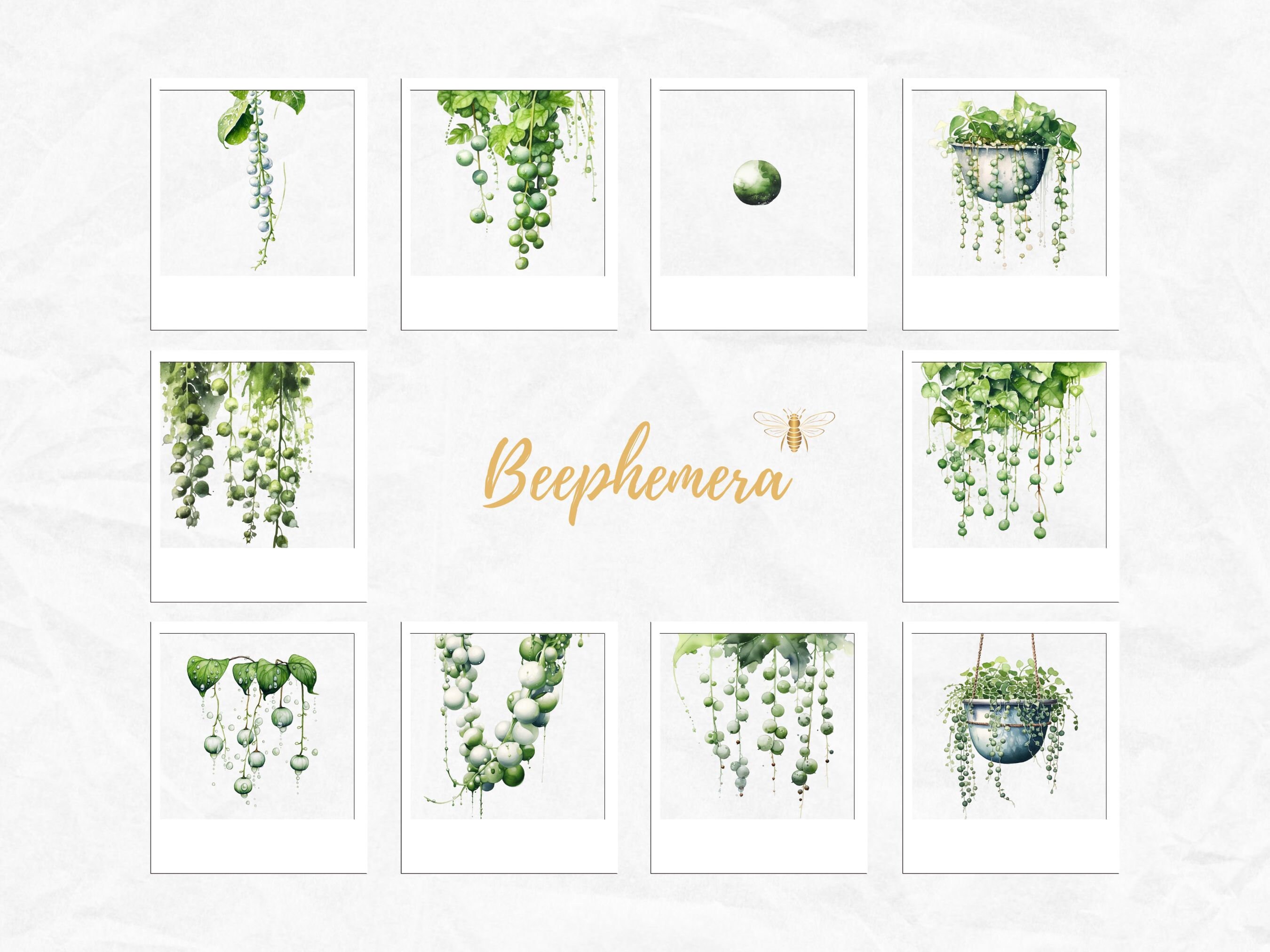 Watercolor String of Pearls Plant Clipart Botanical Hanging - Etsy