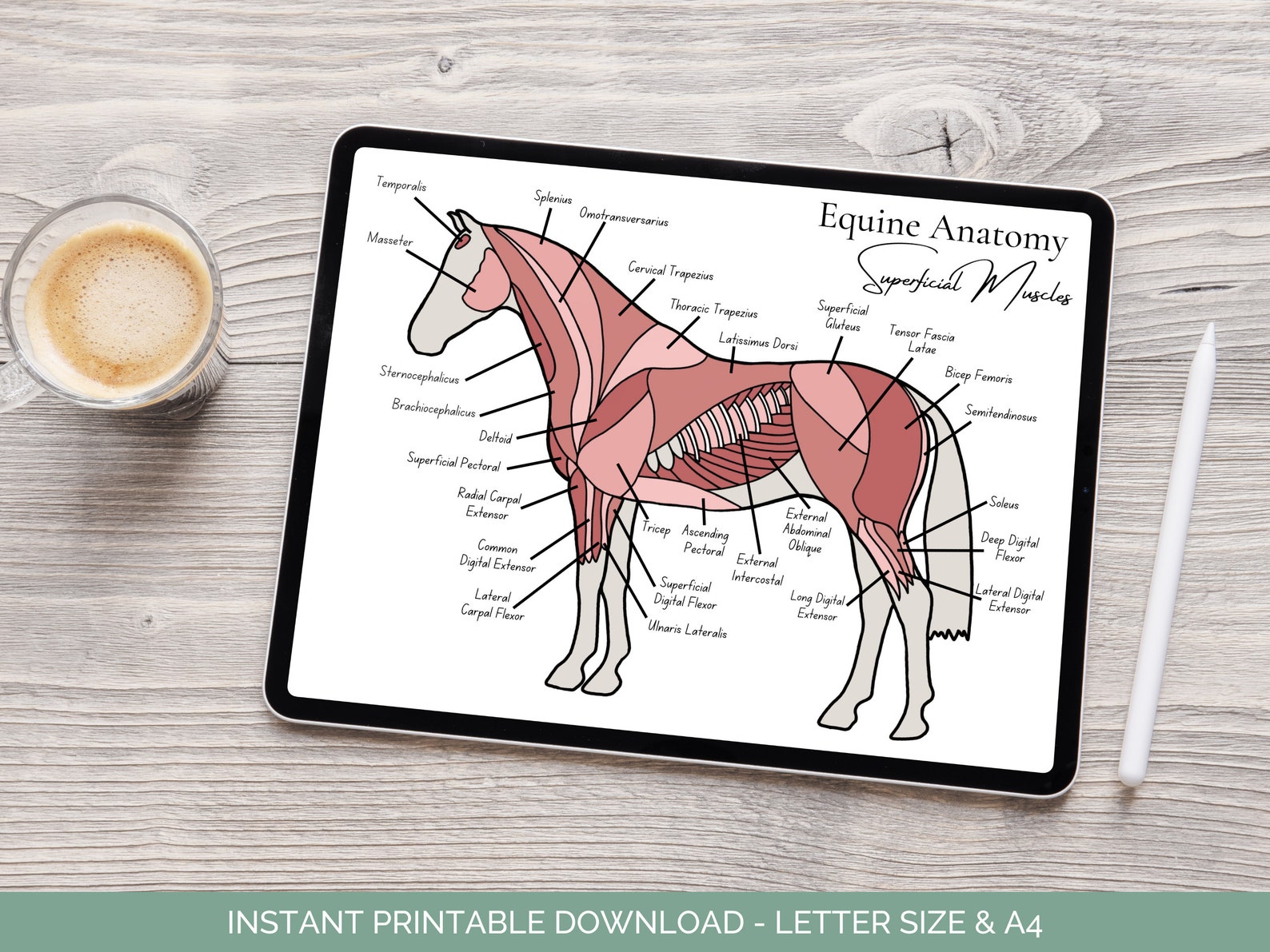 Equine Superficial Muscle Worksheet - Horse Anatomy - Horse Muscular ...