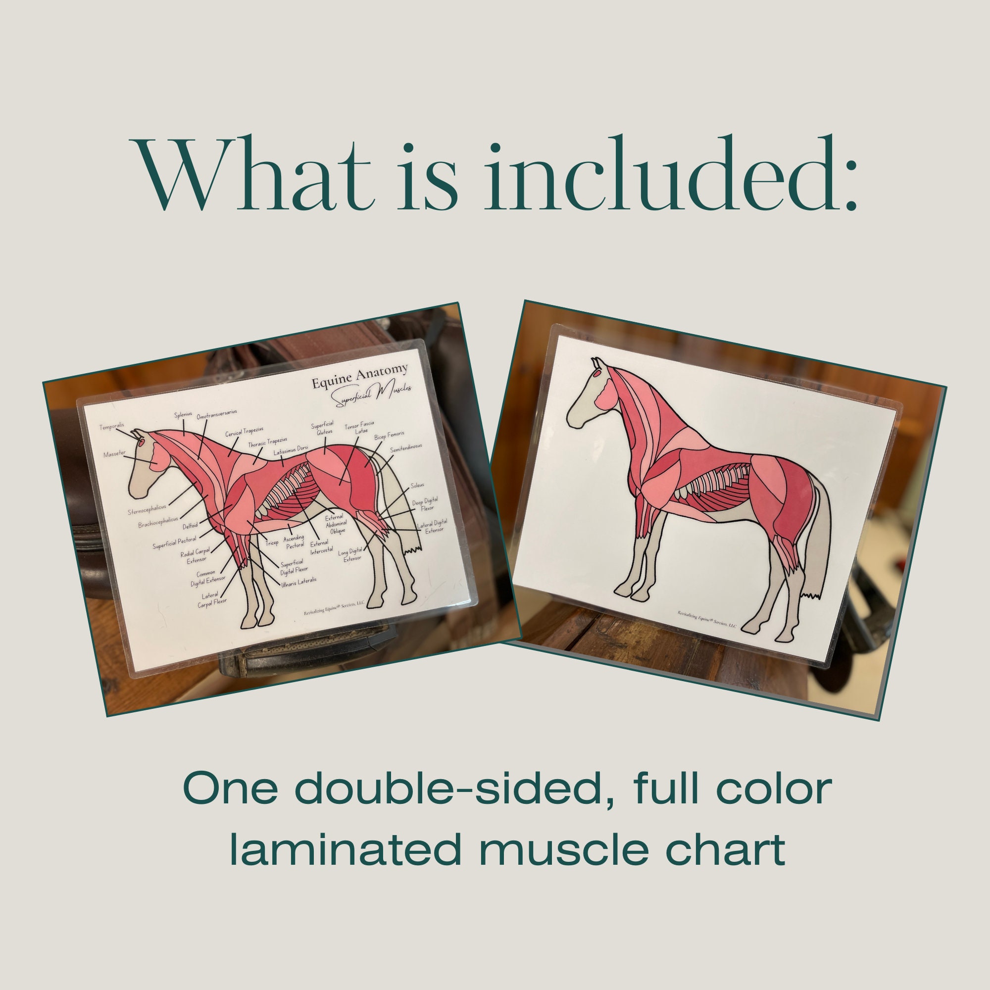 Equine Superficial Muscle Chart Horse Anatomy Horse Muscular System ...