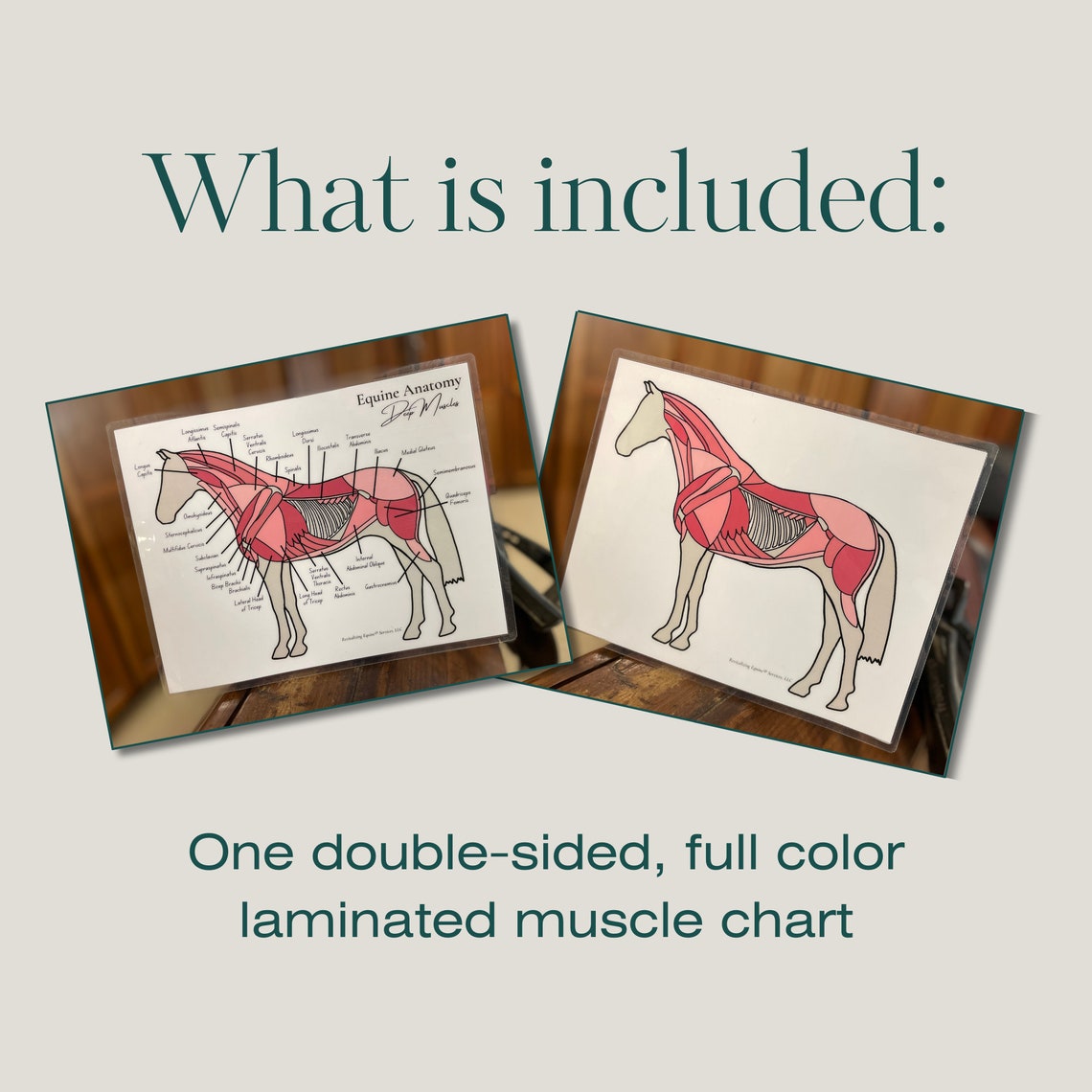 Equine Deep Muscle Chart Horse Anatomy Horse Muscular System Equine ...