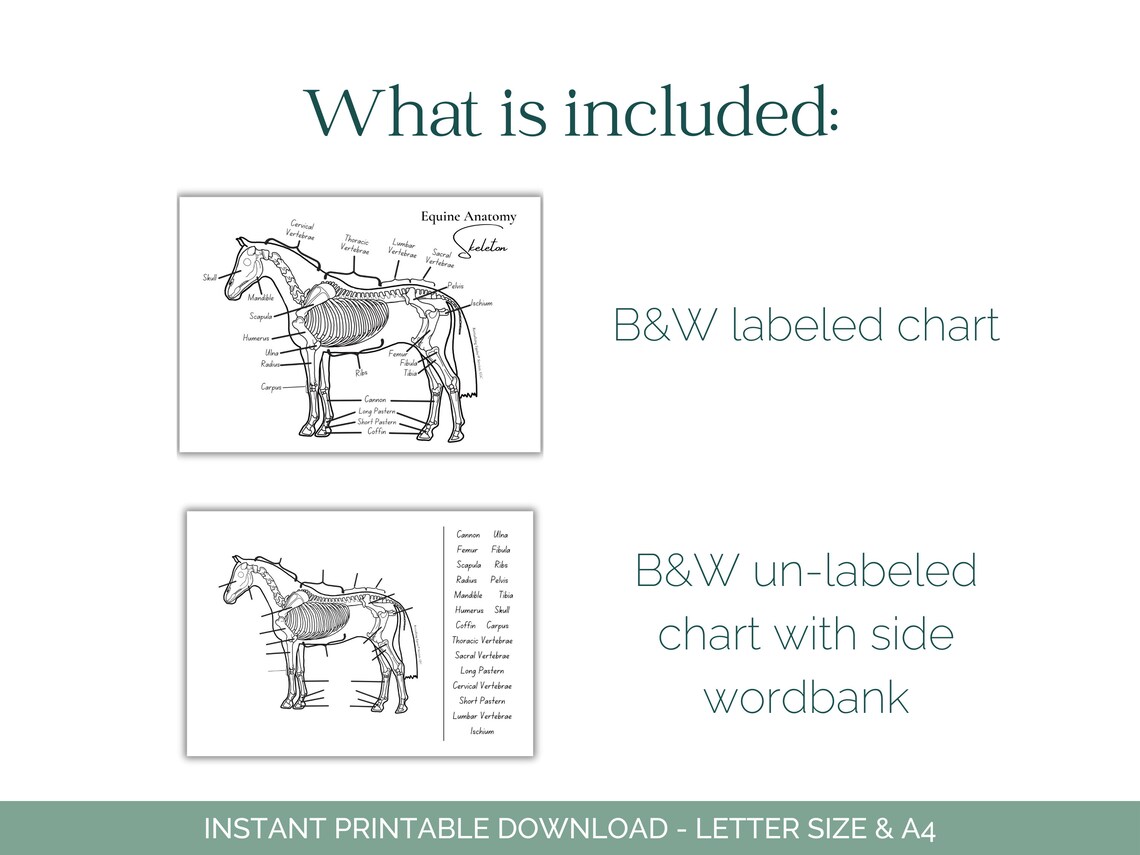 Equine Skeleton Worksheet - Horse Anatomy - Horse Skeleton - Equine ...