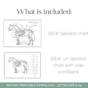 Equine Skeleton Worksheet - Horse Anatomy - Horse Skeleton - Equine ...