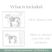 Equine Skeleton Worksheet - Horse Anatomy - Horse Skeleton - Equine ...