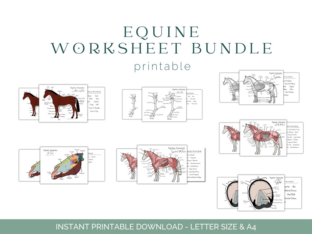 Equine Worksheet Bundle - Horse Anatomy - Equine Anatomy - Equine ...
