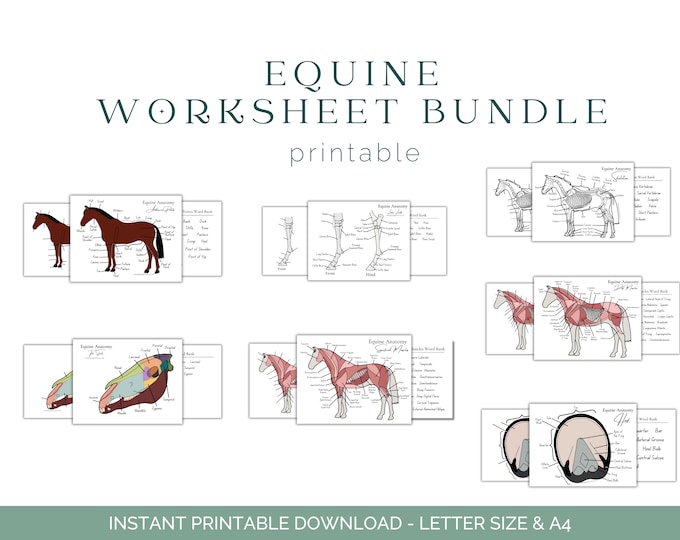 Equine Skeleton Worksheet - Horse Anatomy - Horse Skeleton - Equine ...