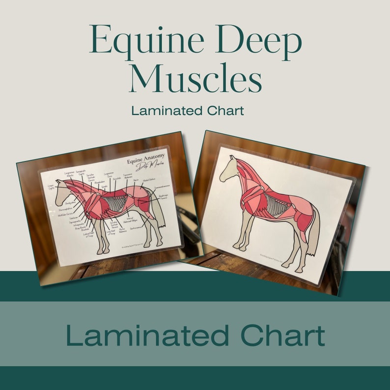 Equine Deep Muscle Chart Horse Anatomy Horse Muscular System Equine ...