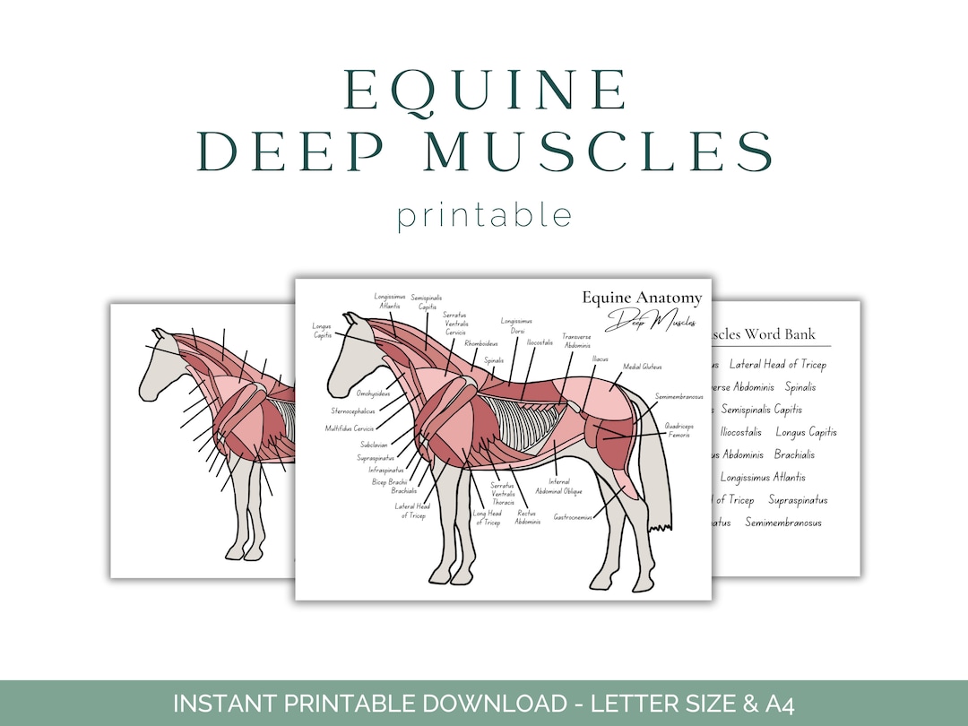 Equine Deep Muscle Anatomy Worksheet - Printable Horse Anatomy (PDF) - Etsy