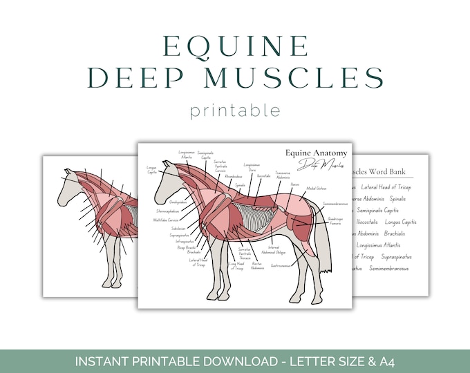 Equine Skeleton Worksheet - Horse Anatomy - Horse Skeleton - Equine ...