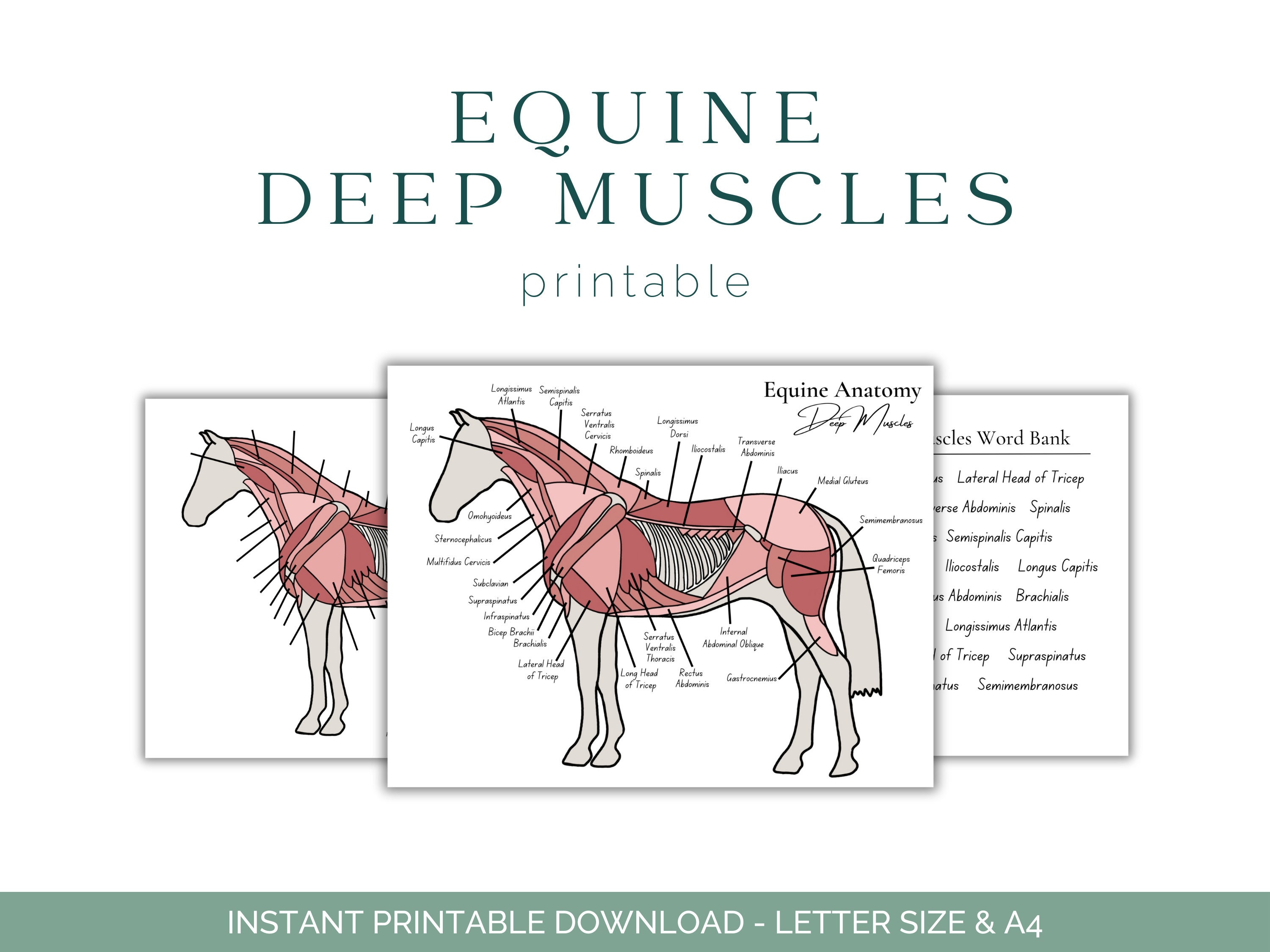 Equine Deep Muscle Worksheet Horse Anatomy Horse Muscular System Equine ...