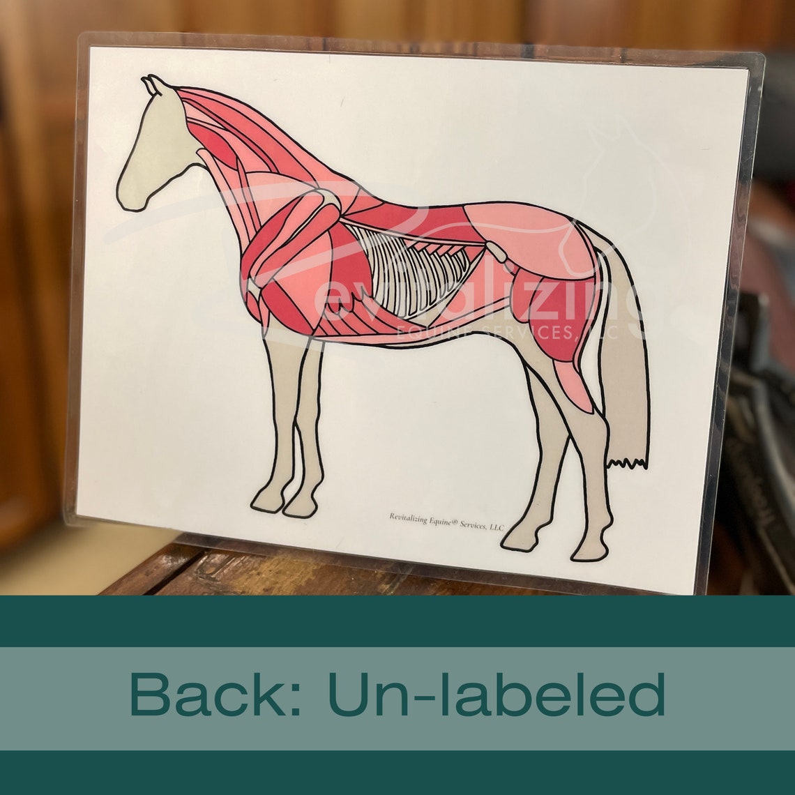 Equine Deep Muscle Chart Horse Anatomy Horse Muscular System Equine ...
