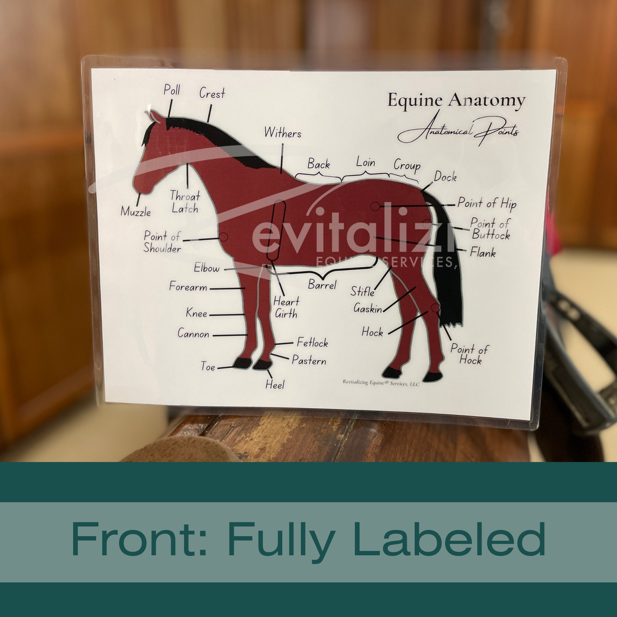Equine Anatomical Points Chart Horse Anatomy Horse - Etsy
