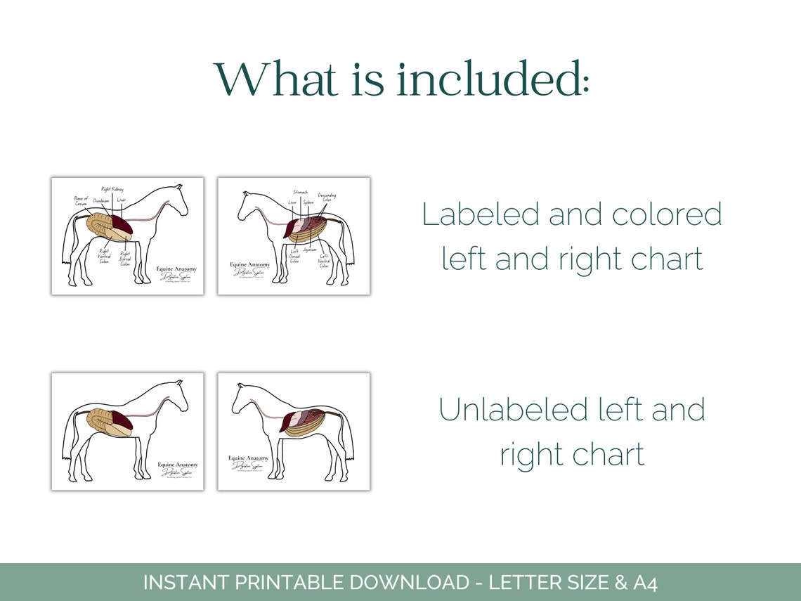 Equine Digestive System Worksheet - Horse Anatomy - Horse Digestive ...