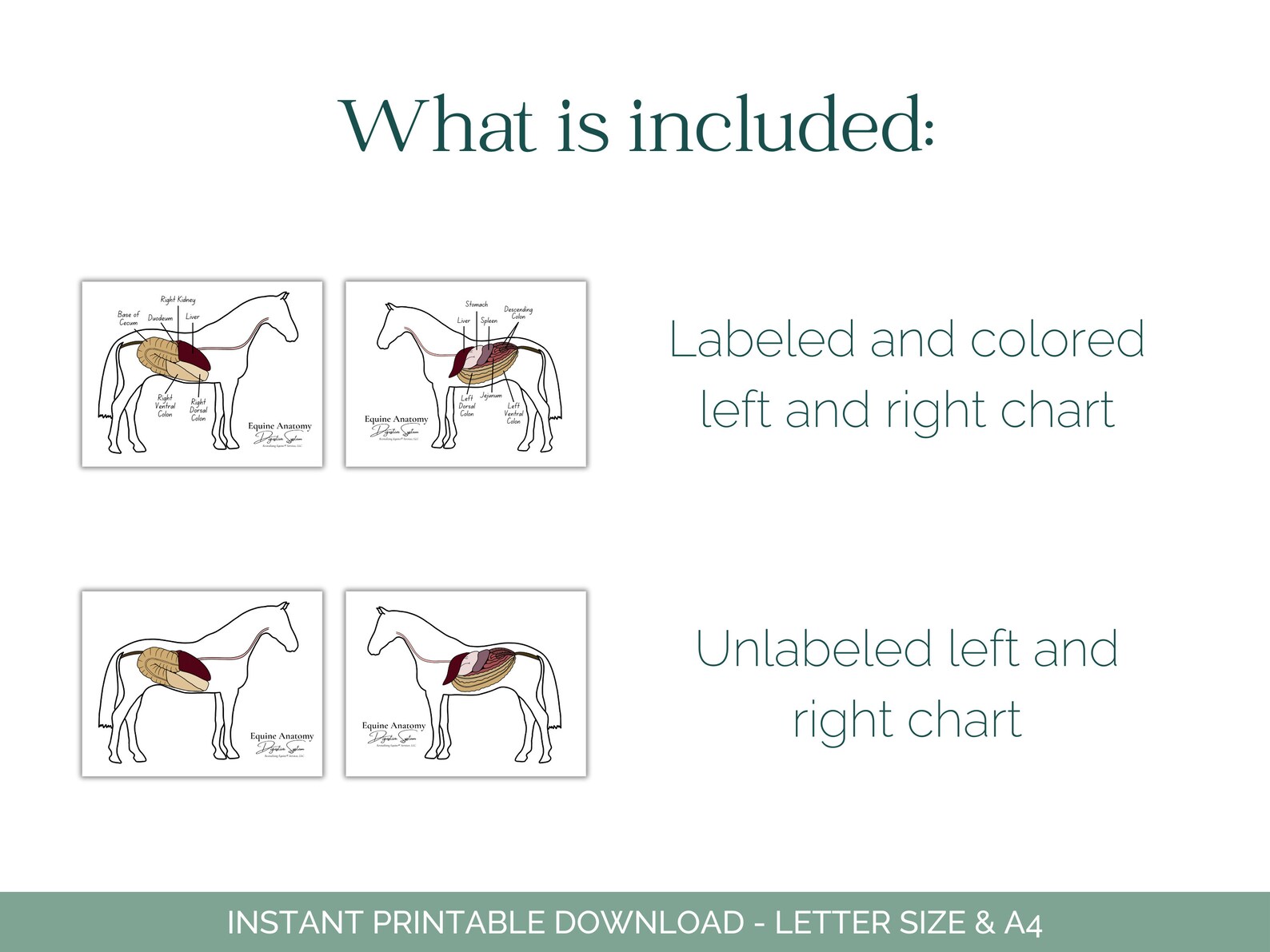 Equine Digestive System Worksheet - Horse Anatomy - Horse Digestive ...