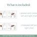 Equine Digestive System Worksheet - Horse Anatomy - Horse Digestive ...