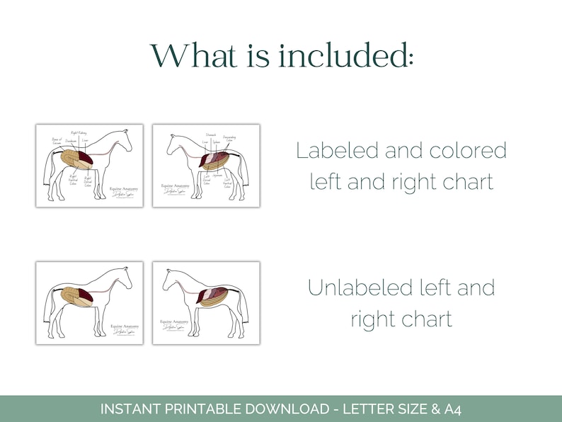 Equine Digestive System Worksheet - Horse Anatomy - Horse Digestive ...