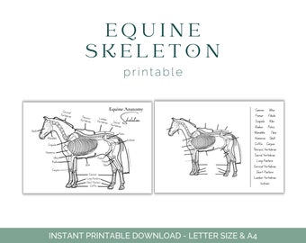 Equine Skeleton Worksheet Horse Anatomy Horse Skeleton Equine Anatomy ...