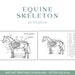 Equine Skeleton Worksheet - Horse Anatomy - Horse Skeleton - Equine ...