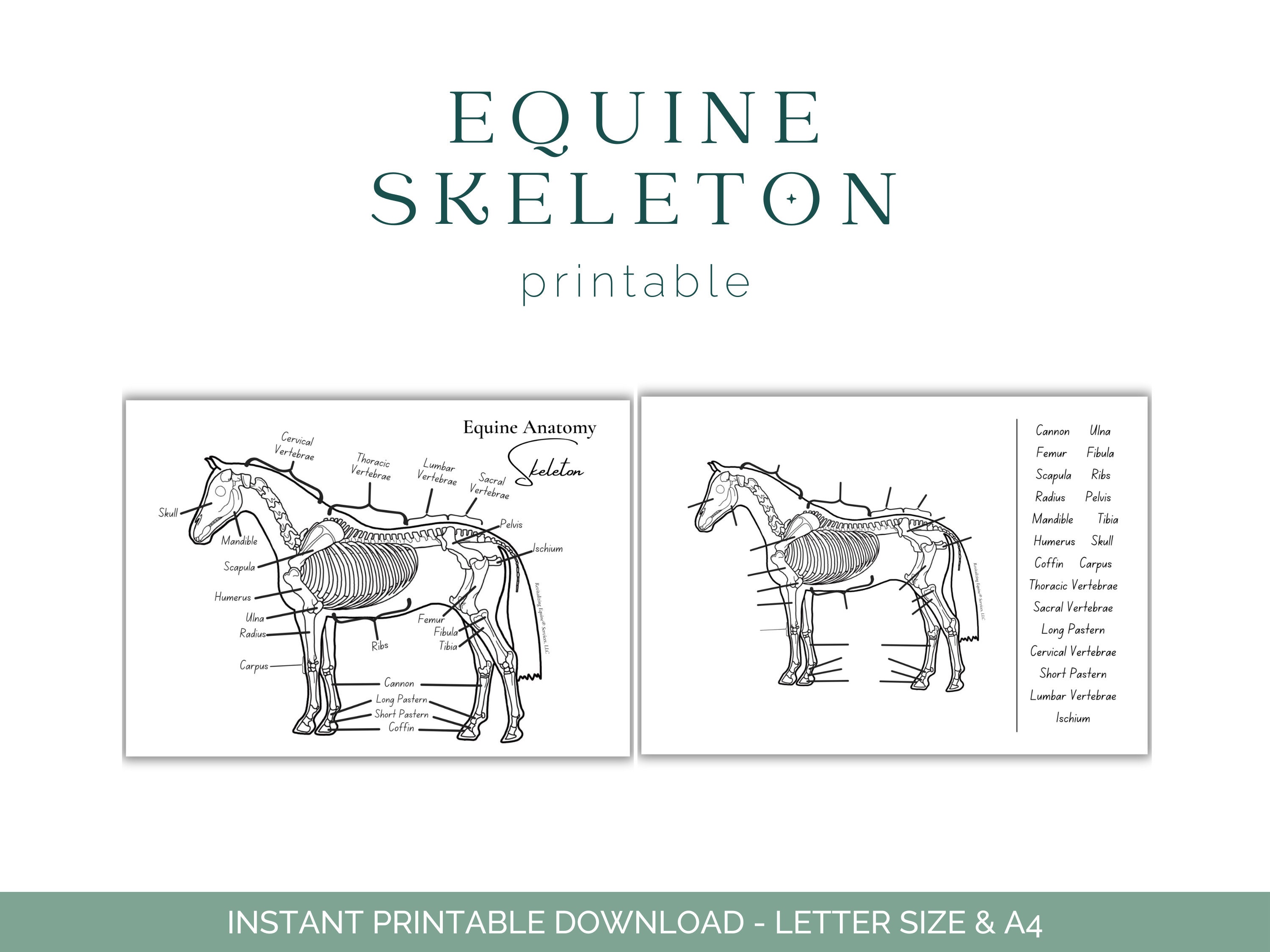 Equine Skeleton Worksheet - Horse Anatomy - Horse Skeleton - Equine ...