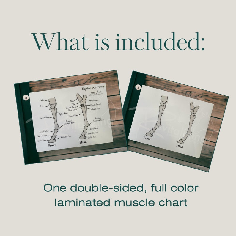 Equine Lower Limb Anatomy - Horse Anatomy - Horse Lower Leg - Equine ...